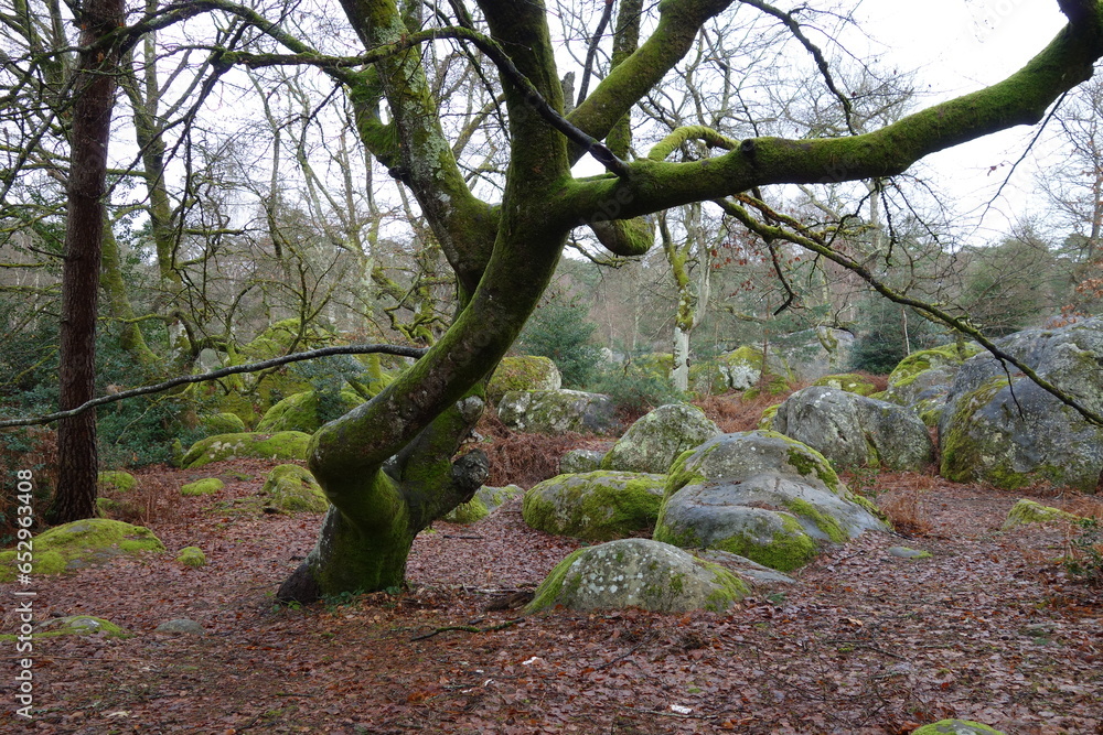 Arbre avec le tronc recouvert de mousses parmi les rochers de la forêt ...