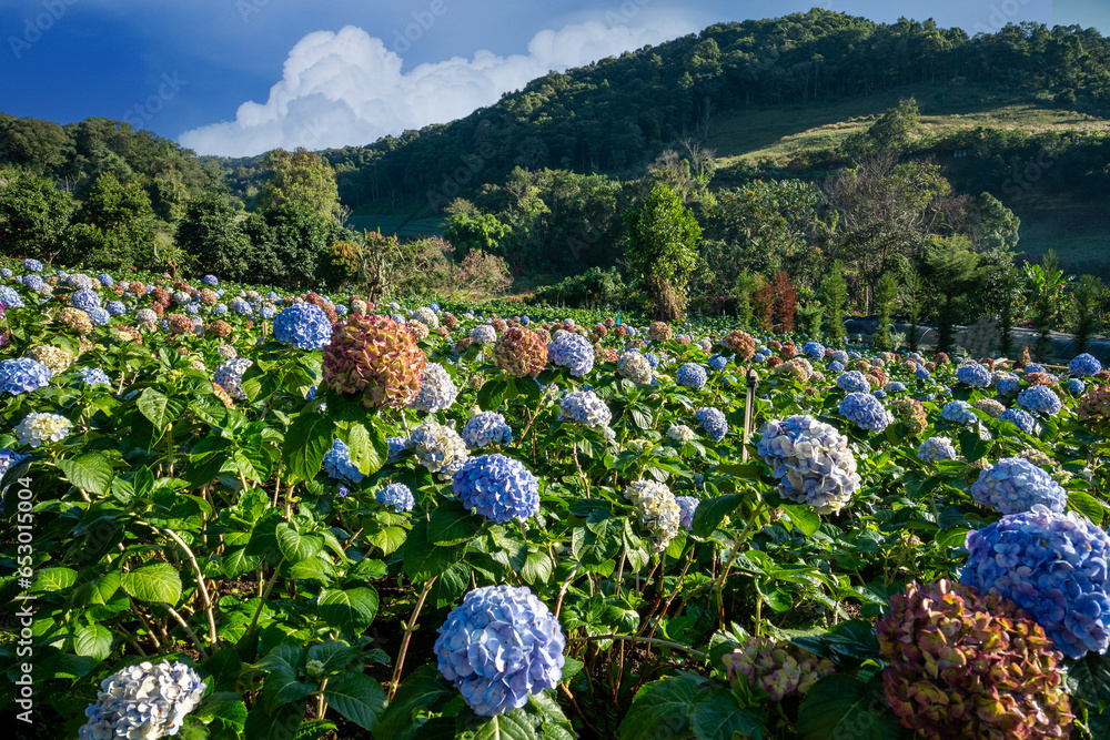 beautiful landscape Hydrangea fields, Chom Thong District, Chiang Mai ...
