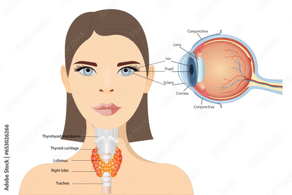 Anatomical diagram of the human eye. Cross section of a sense organ ...