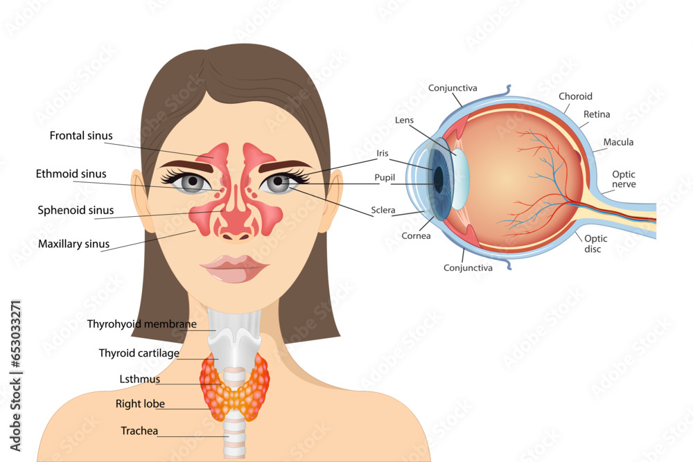 Anatomical Diagram Of The Human Eye Sinusitis On The Womans Face