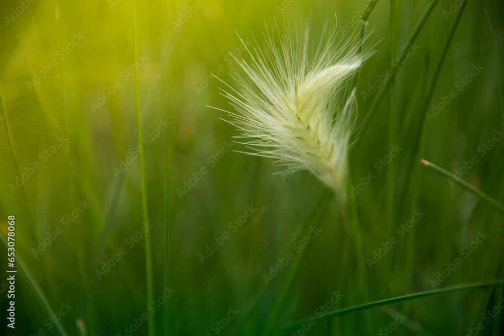 Grass field sunset Beautiful landscape with grasses meadow on sunlight ...