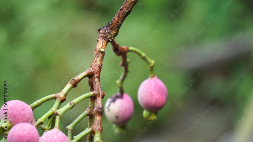 Syzygium Pycnanthum (Syzygium foxworthianum, Wild Rose Apple, Eugenia ...