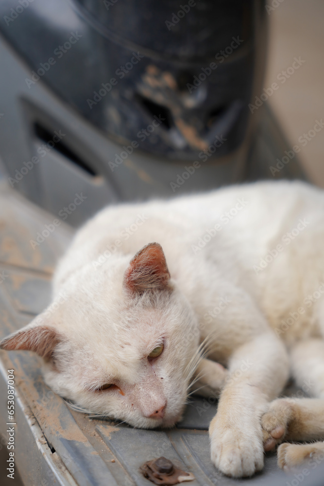 A cat with symptoms of infection by the Sarcoptes scabiei mite, also ...