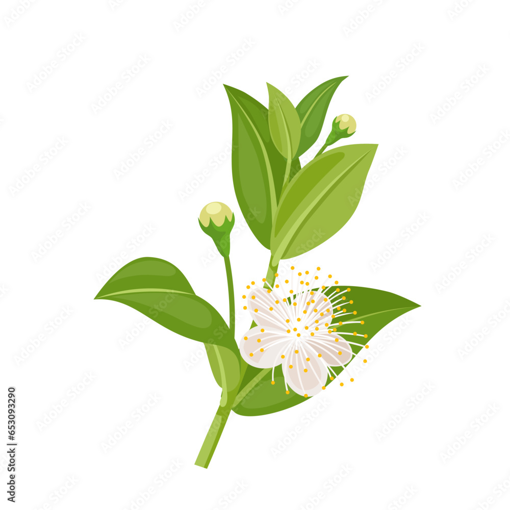 Vector illustration, myrtus or better known as myrtle, isolated on ...
