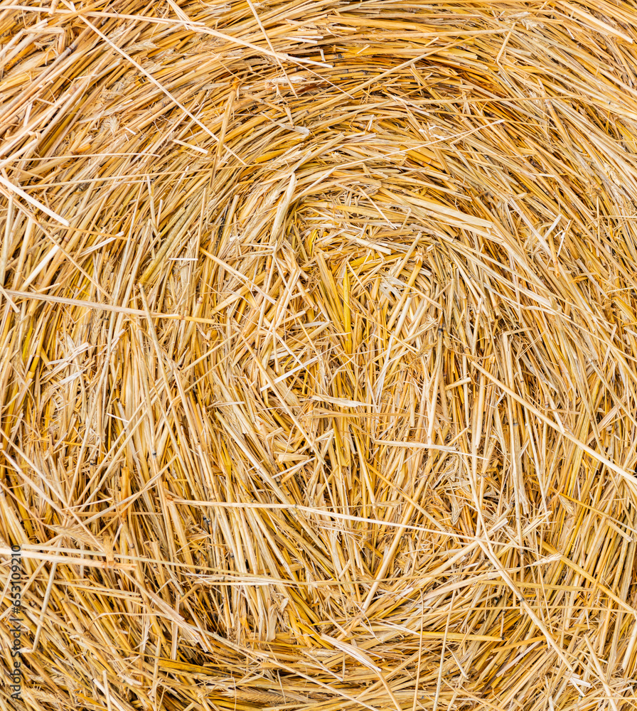 rural autumn with hay. straw summer background. haystack straw prepared ...