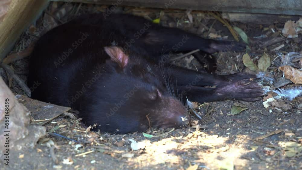 Tasmanian devil (sarcophilus harrisii) spotted lying down on the ground ...