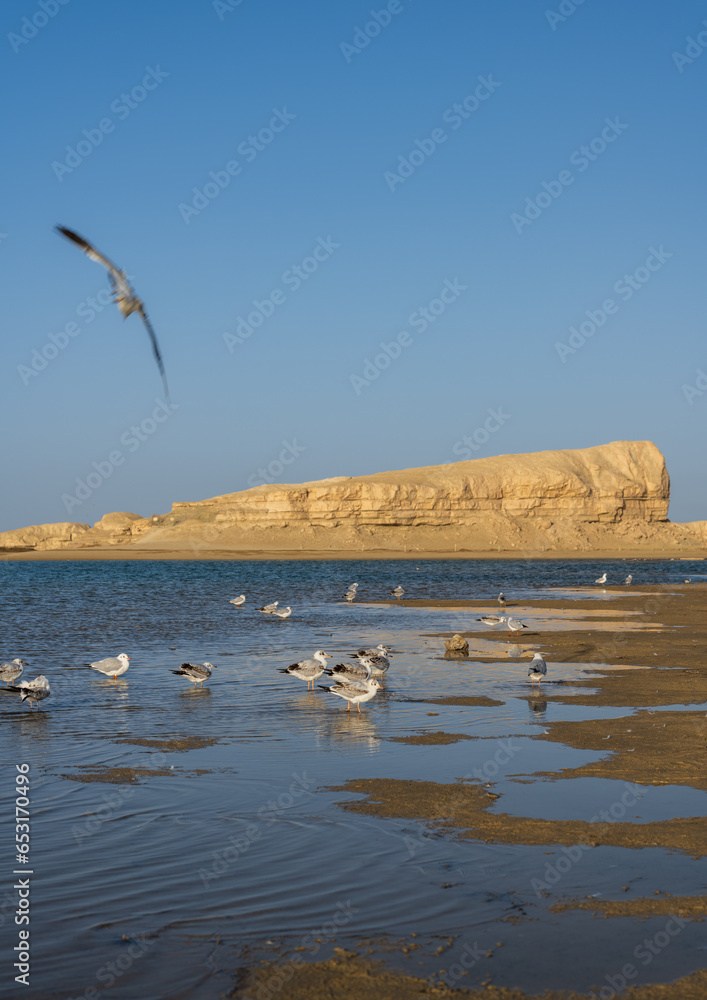 waterbirds in the lake and Yardang landforms in distance. Focus on ...