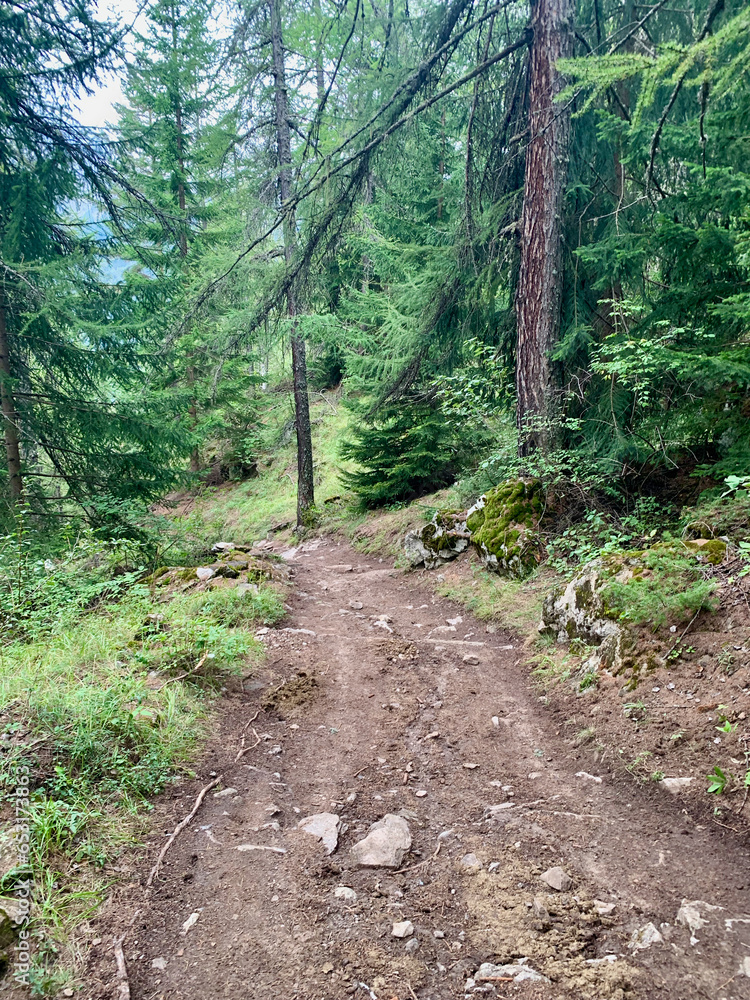 Sentier forestier à Courmayeur sur le circuit du TMB Stock Photo ...