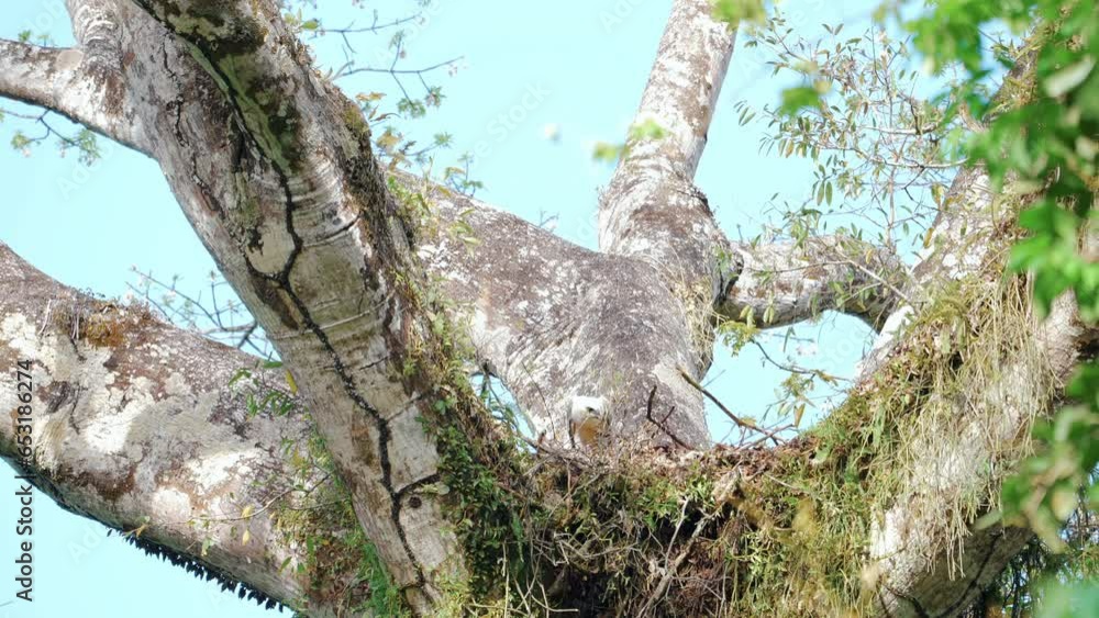 Incredible display of the HUGE branches of the silk cotton tree with a ...