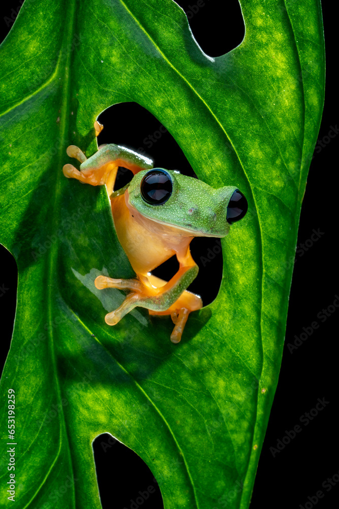 Morelet's Tree Frog (Agalychnis moreletii) also been called Black-eyed ...