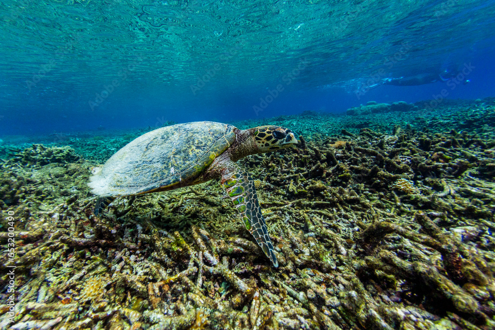 An adult hawksbill turtle (Eretmochelys imbricata), with photographer ...