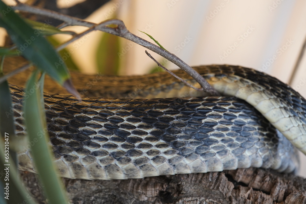 Spilotes pullatus, commonly known as the chicken snake, tropical ...