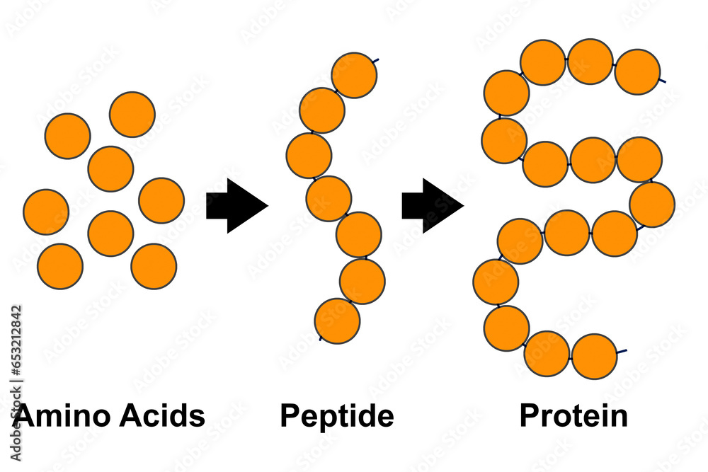 Biochemical structure of amino acids, peptides and proteins molecular ...
