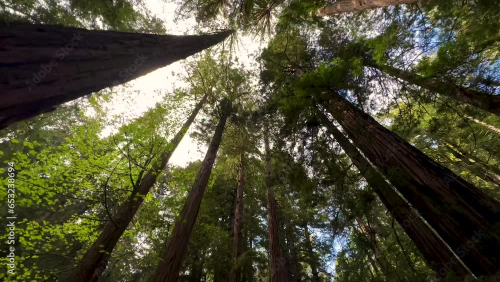 Muir Woods Giant Redwood Sequoia trees Pacific coast vídeo do Stock ...