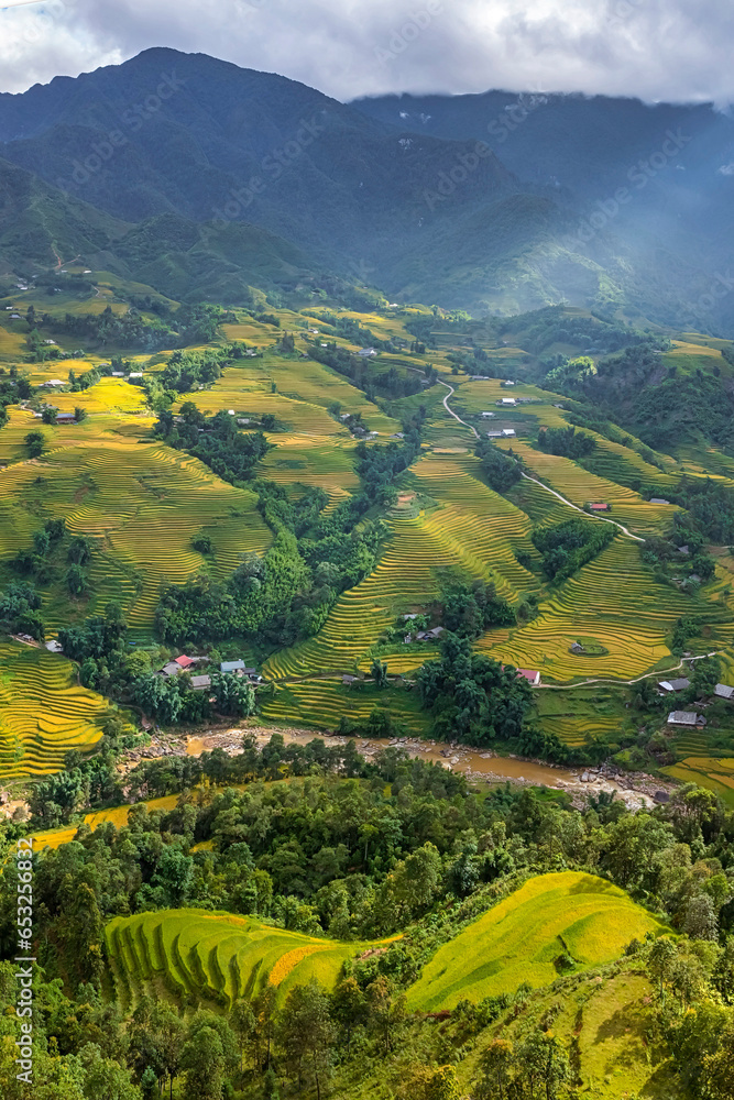 Aerial view of rice field or rice terraces , Sapa, Vietnam. Y Linh Ho ...