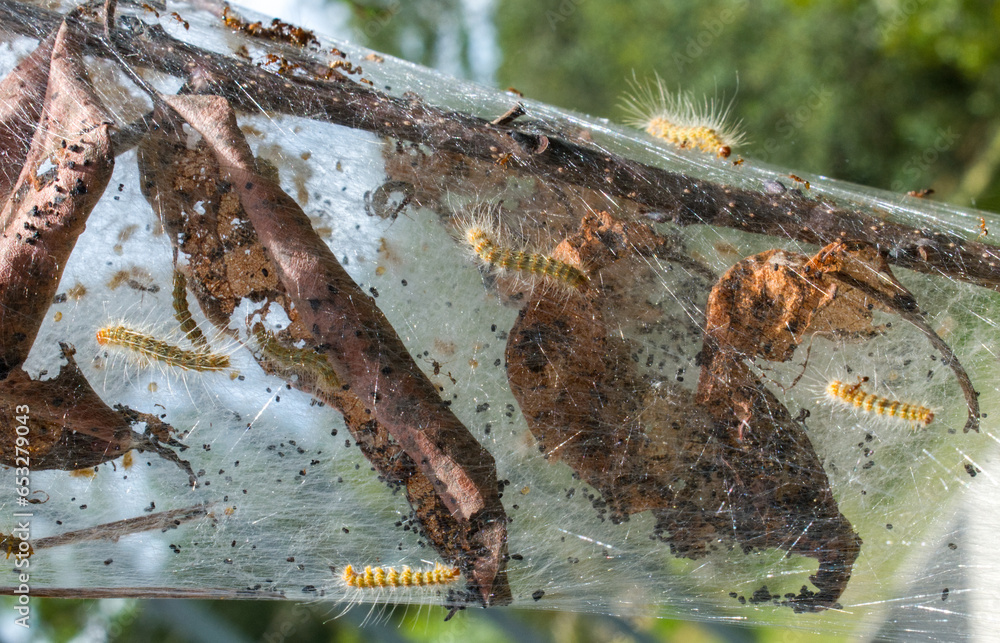 Nest spun by fall webworm moth caterpillar - Hyphantria cunea - a ...