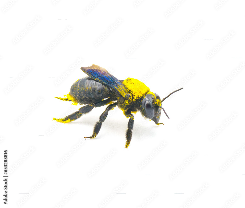 Giant sweat bee - Dieunomia heteropoda - large species of flying insect ...