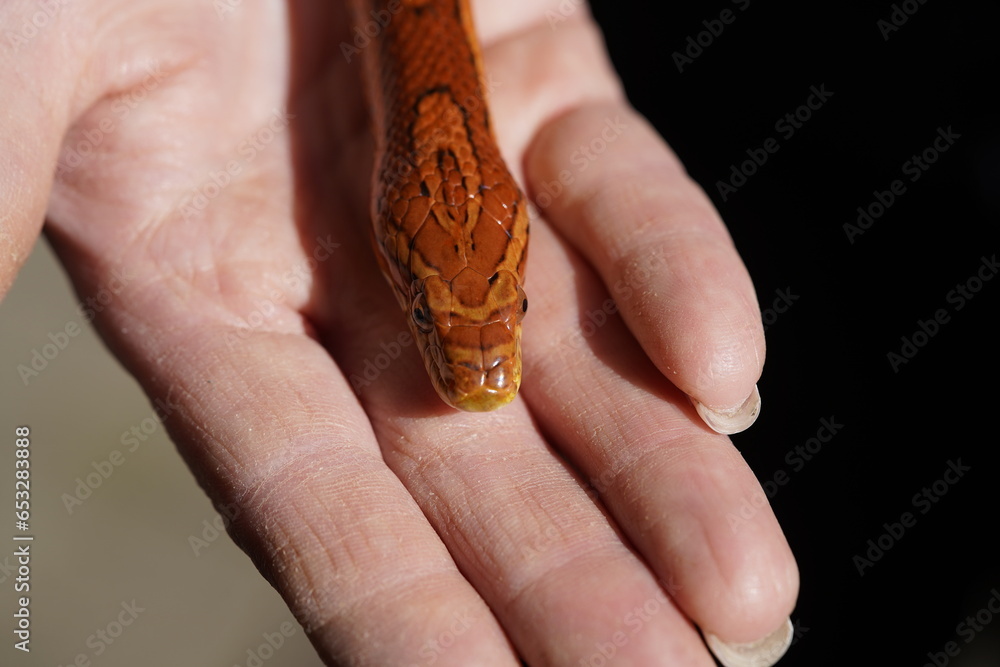 The corn snake (Pantherophis guttatus), sometimes called red rat snake ...