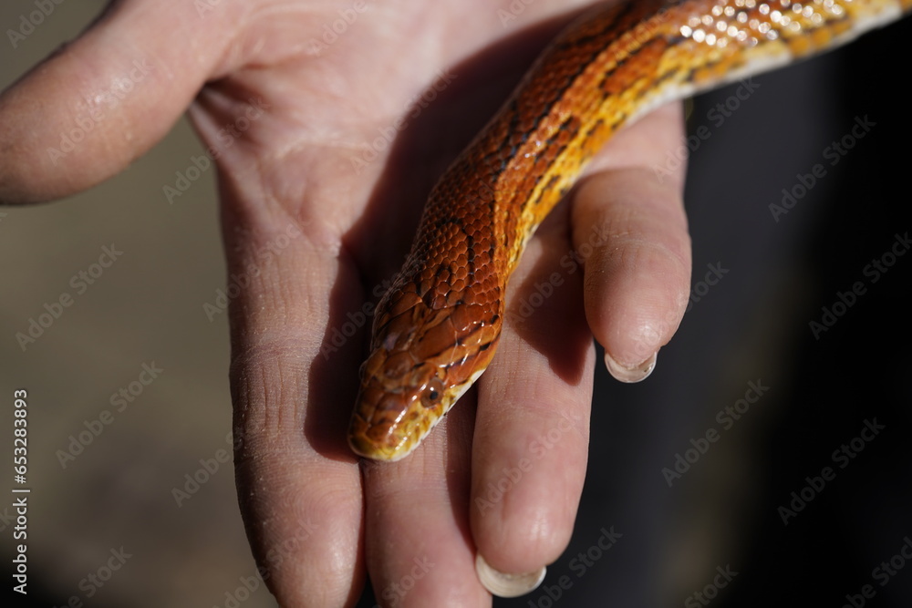 The corn snake (Pantherophis guttatus), sometimes called red rat snake ...