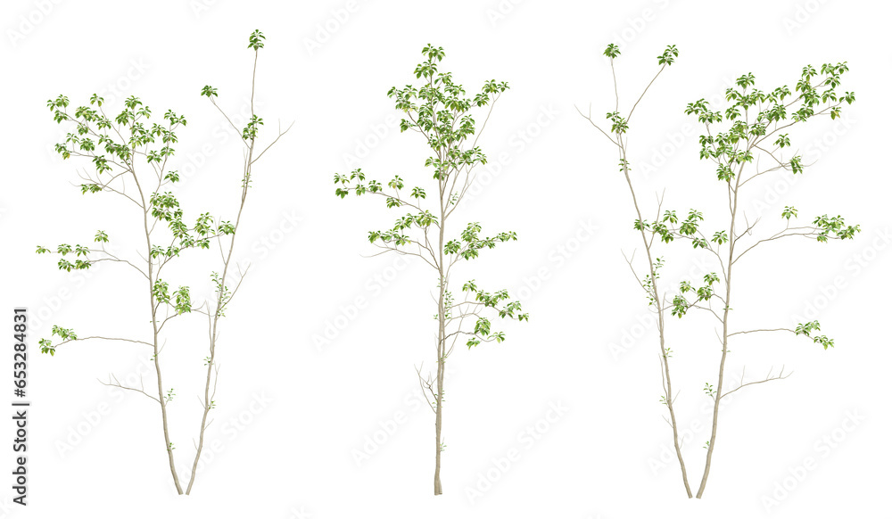 Set of 3d tree green birch on transparent background, landscape design ...
