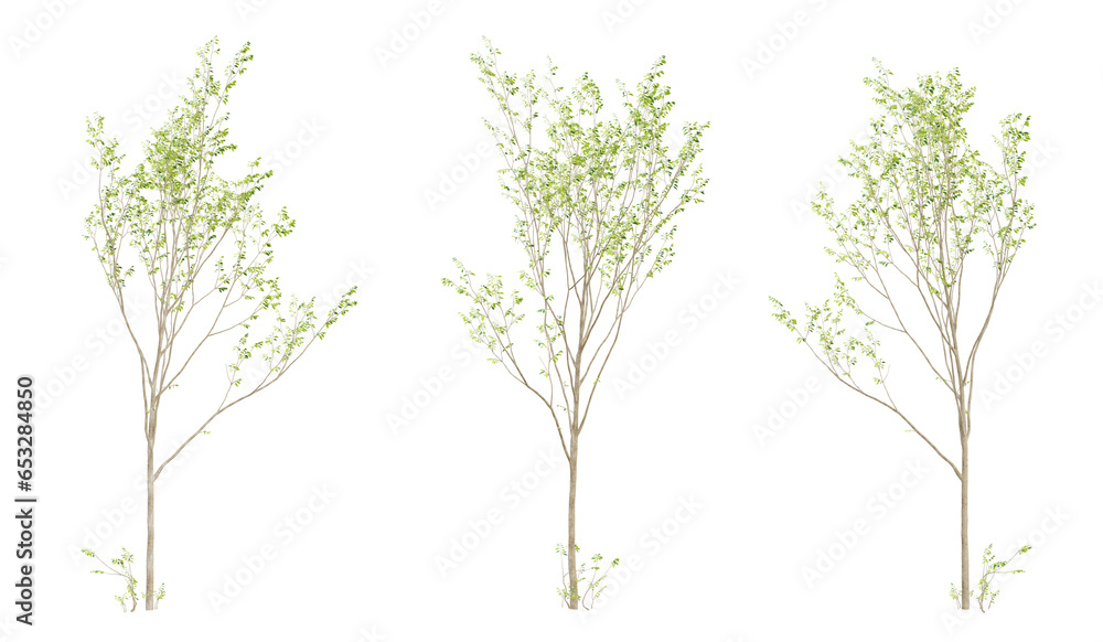 Set of 3d tree green birch on transparent background, landscape design ...