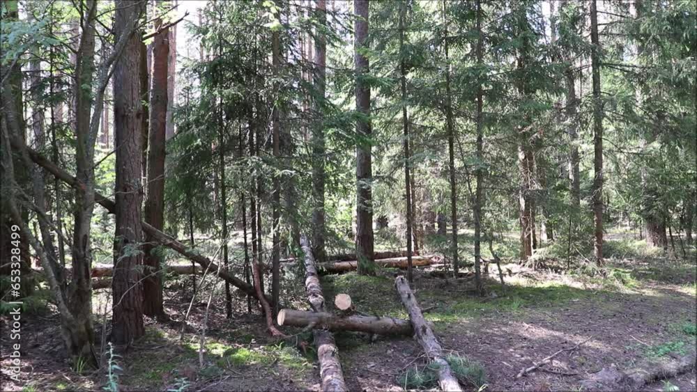 Vidéo Stock Forest clearing with pine and spruce trees, with felled ...