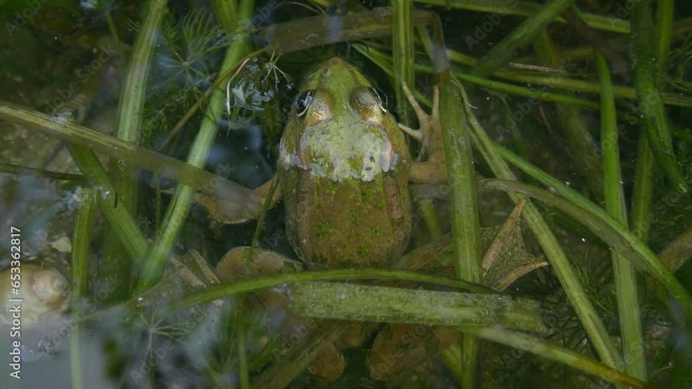 Pool frog (Pelophylax lessonae) on floating aquatic plants, in water ...