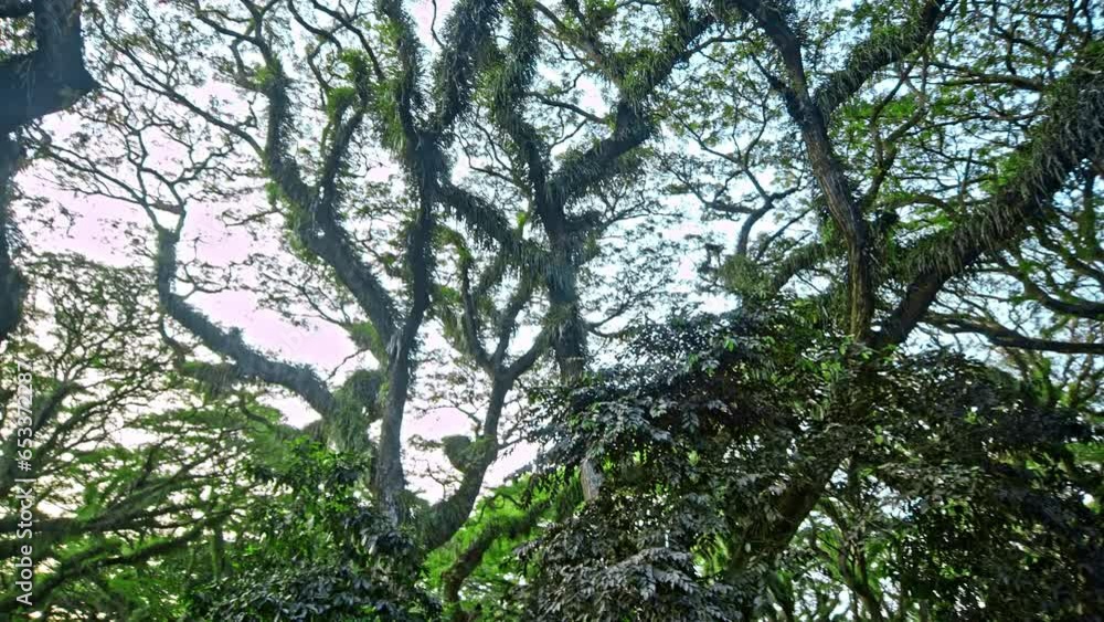 Ancient tree Samanea saman from Dutch era in De Djawatan forest in ...