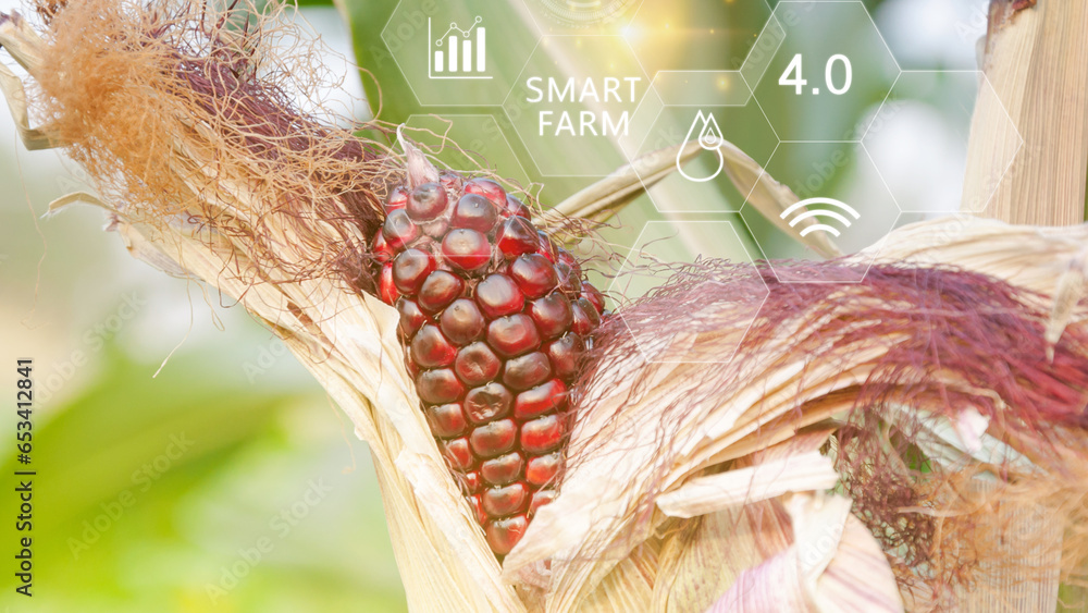 Fresh sweet corn in field green leaves of organic corn smart farm and ...