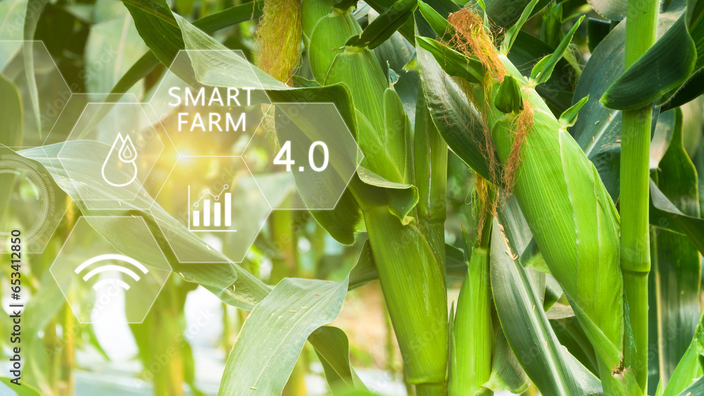 Fresh sweet corn in field green leaves of organic corn smart farm and ...