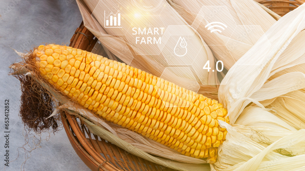 Fresh yellow sweet corn in field green leaves of organic corn smart ...