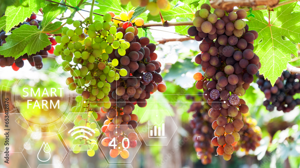 Grape fruit in greenhouse with infographics, Smart farming and ...