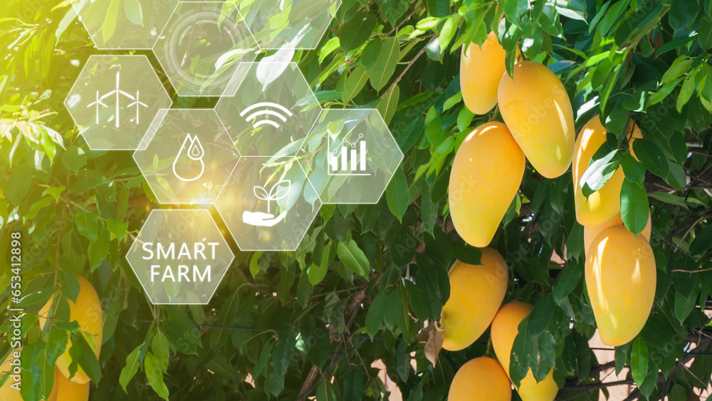 Mango tree in greenhouse with infographics, Smart farming and precision ...