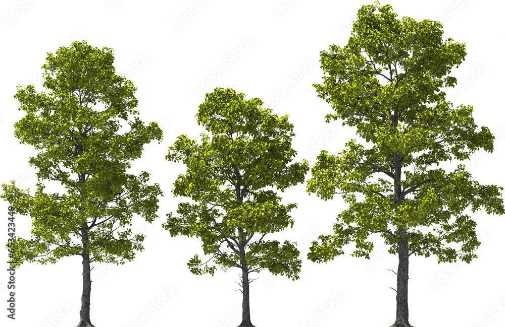 american smoketree, chittamwood, american smokewood hq arch viz cutout ...