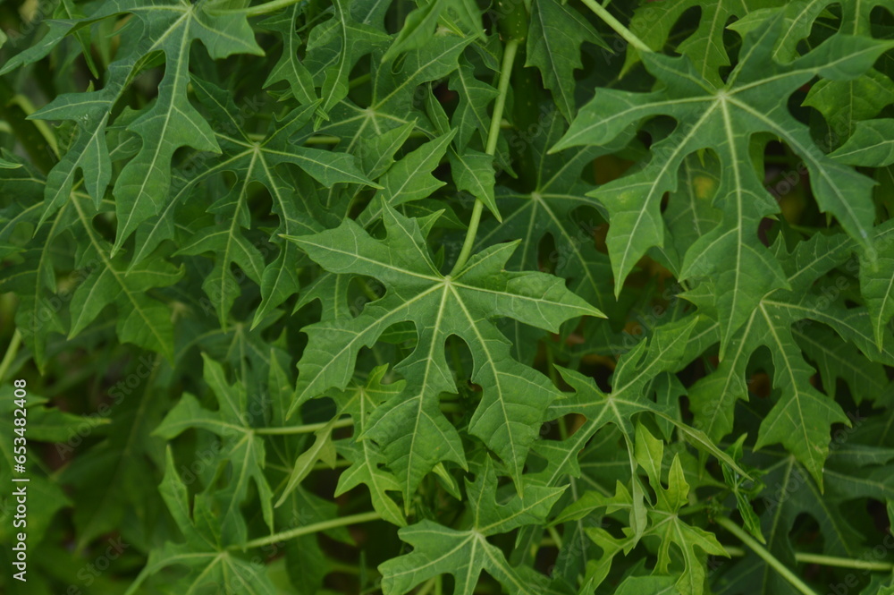 green vegetable plant originating from central America and known as ...