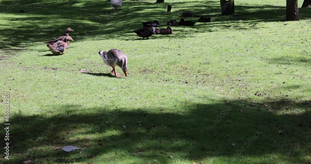 different types of birds living on the farm, an open zoo with different ...