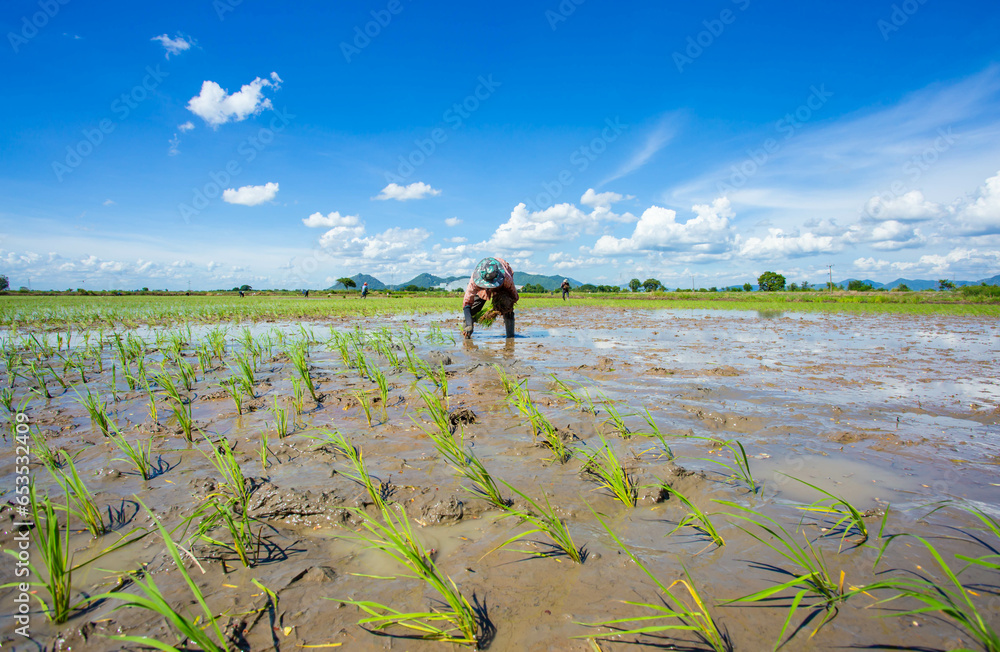 Traditional Method of Rice Planting.Rice farmers divide young rice ...
