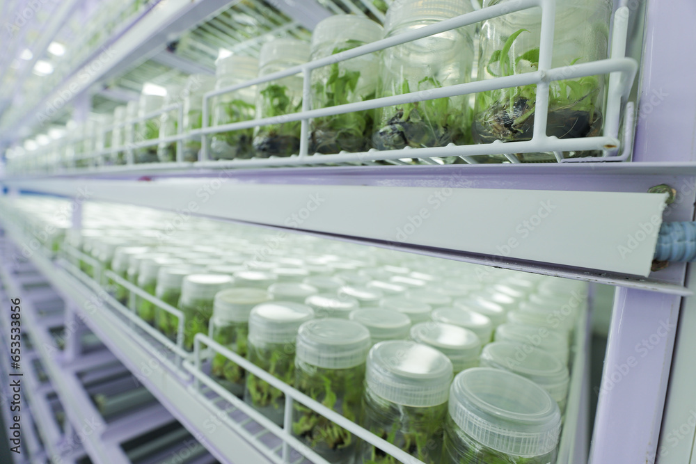 Plants in glass bottles collection on shelve of biotechnology ...
