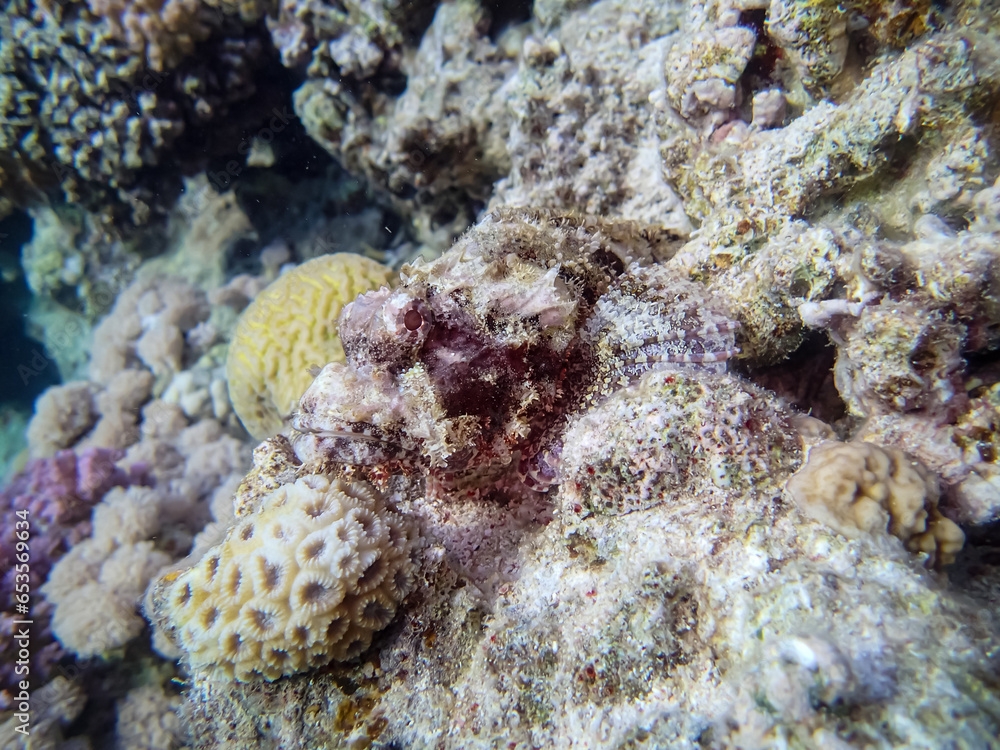 Camouflaged fish in the coral reef of the Red Sea Stock Photo | Adobe Stock