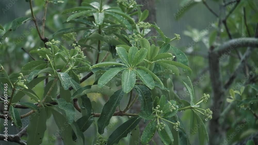 Rain falling on leaves and splashing water is a beautiful. The water ...