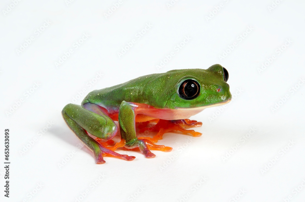 Golden-eyed Tree Frog, Blue-sided leaf frog // Rotaugenlaubfrosch ...
