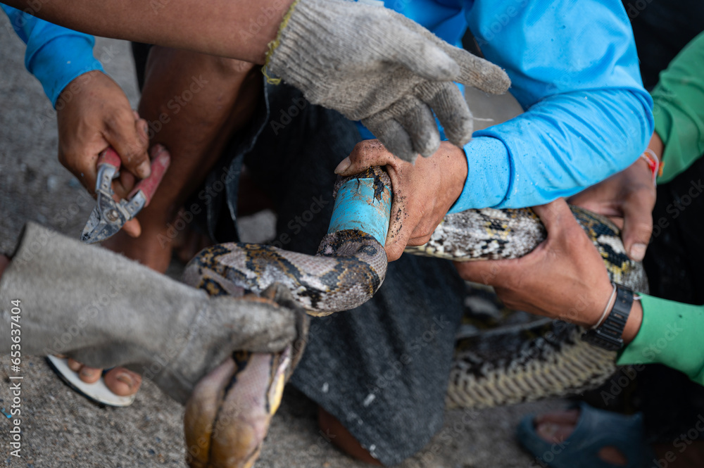 snake in the hand,handheld close up saves snake boa caught in animal ...