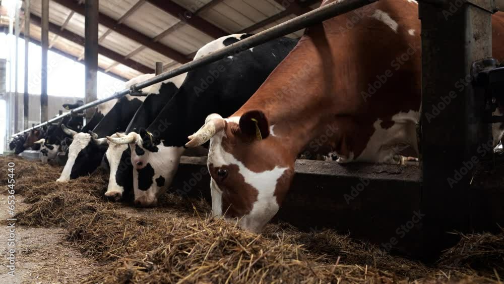 Modern livestock farm with dairy cows. Outdoor cowshed at dairy farm with herd of milking cows ...