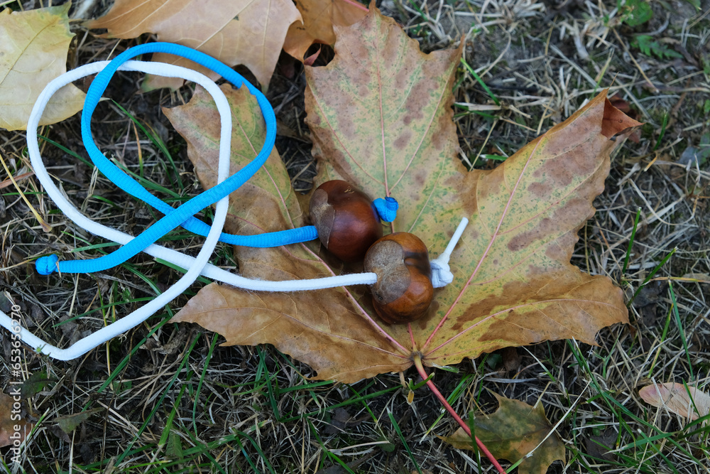 Accessories for Conkers game on the ground. Conkers is a traditional ...