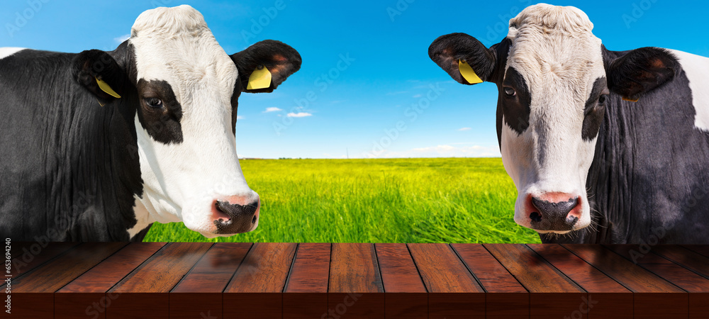 Close-up of an empty wooden table and two white and black dairy cows ...
