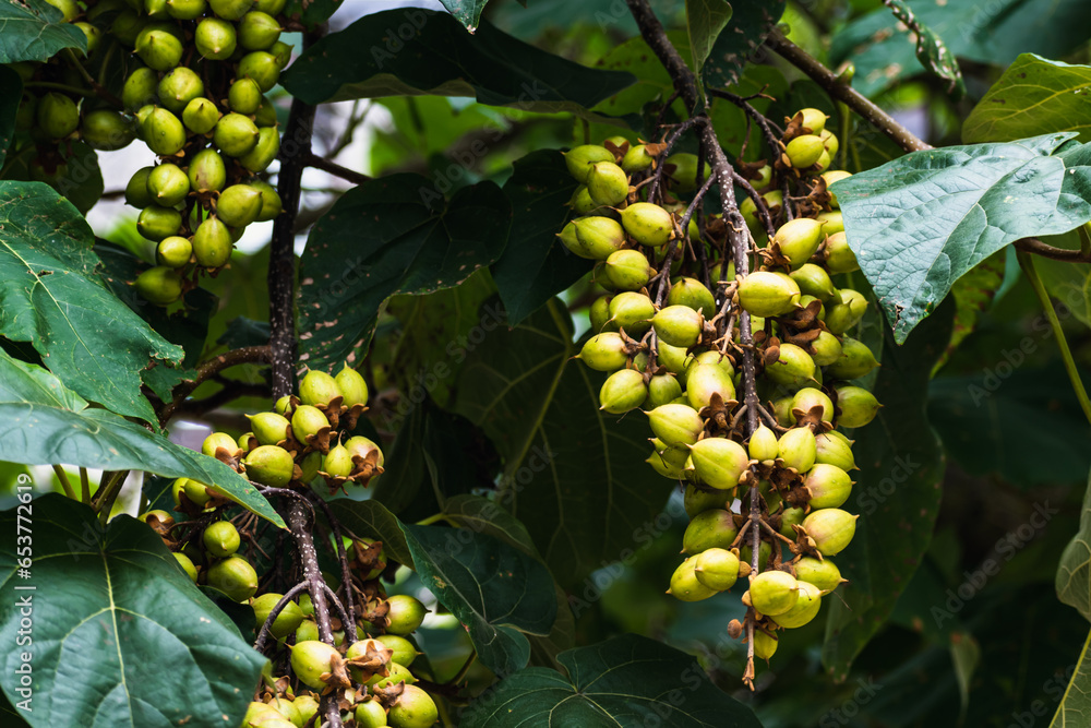 Paulownia tomentosa and its fruits in late summer, also called empress ...