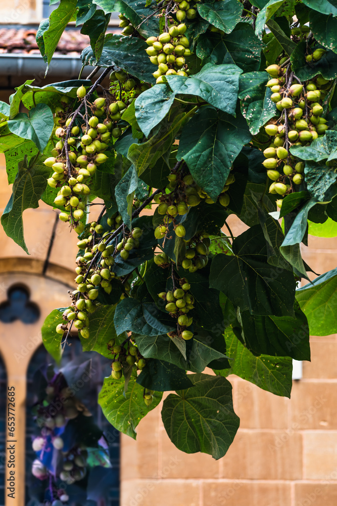 Foto de Paulownia tomentosa and its fruits in late summer, also called ...
