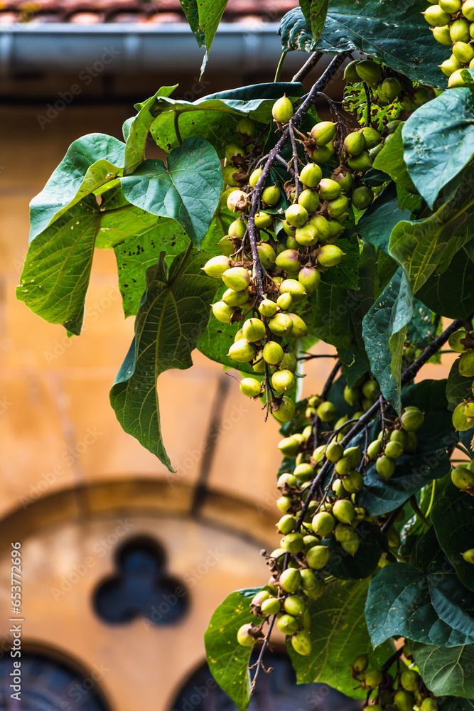 Paulownia tomentosa and its fruits in late summer, also called empress ...