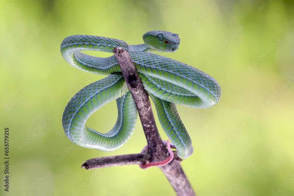 Lesser Sunda pit viper (Trimeresurus insularis)coiled on a tree branch ...