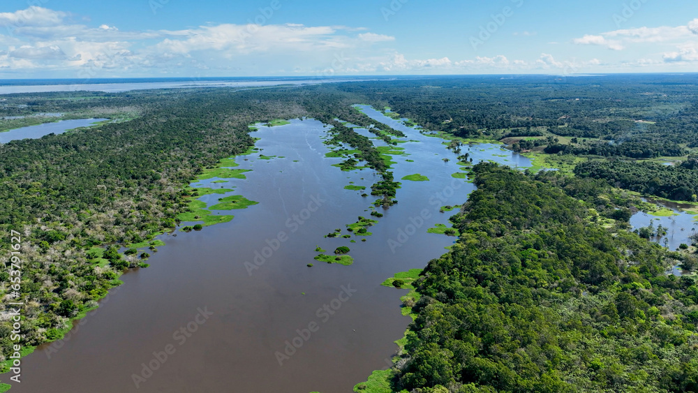 Nature tropical Amazon forest at Amazonas Brazil. Mangrove forest ...